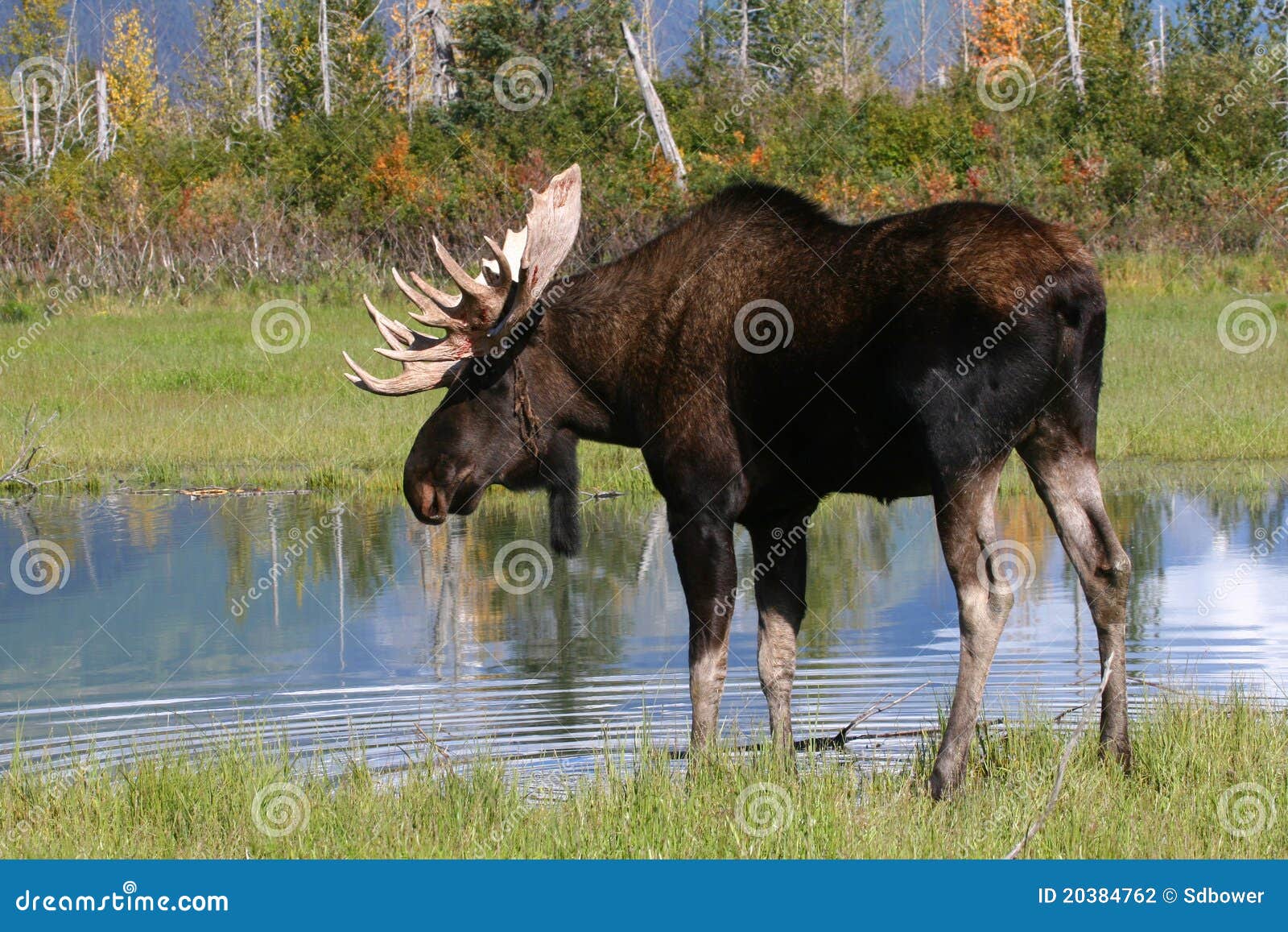 Bull-Elche Durch Teich in Alaska Stockfoto - Bild von elche, berge ...