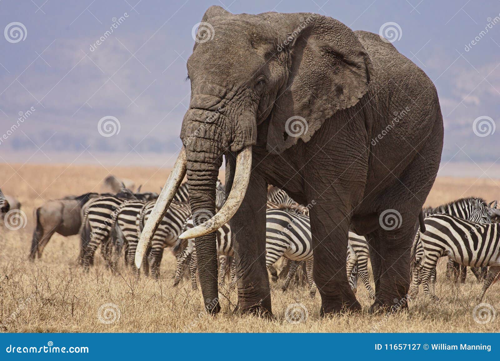 Bull elephant stock image. Image of elephant, taurinus - 11657127