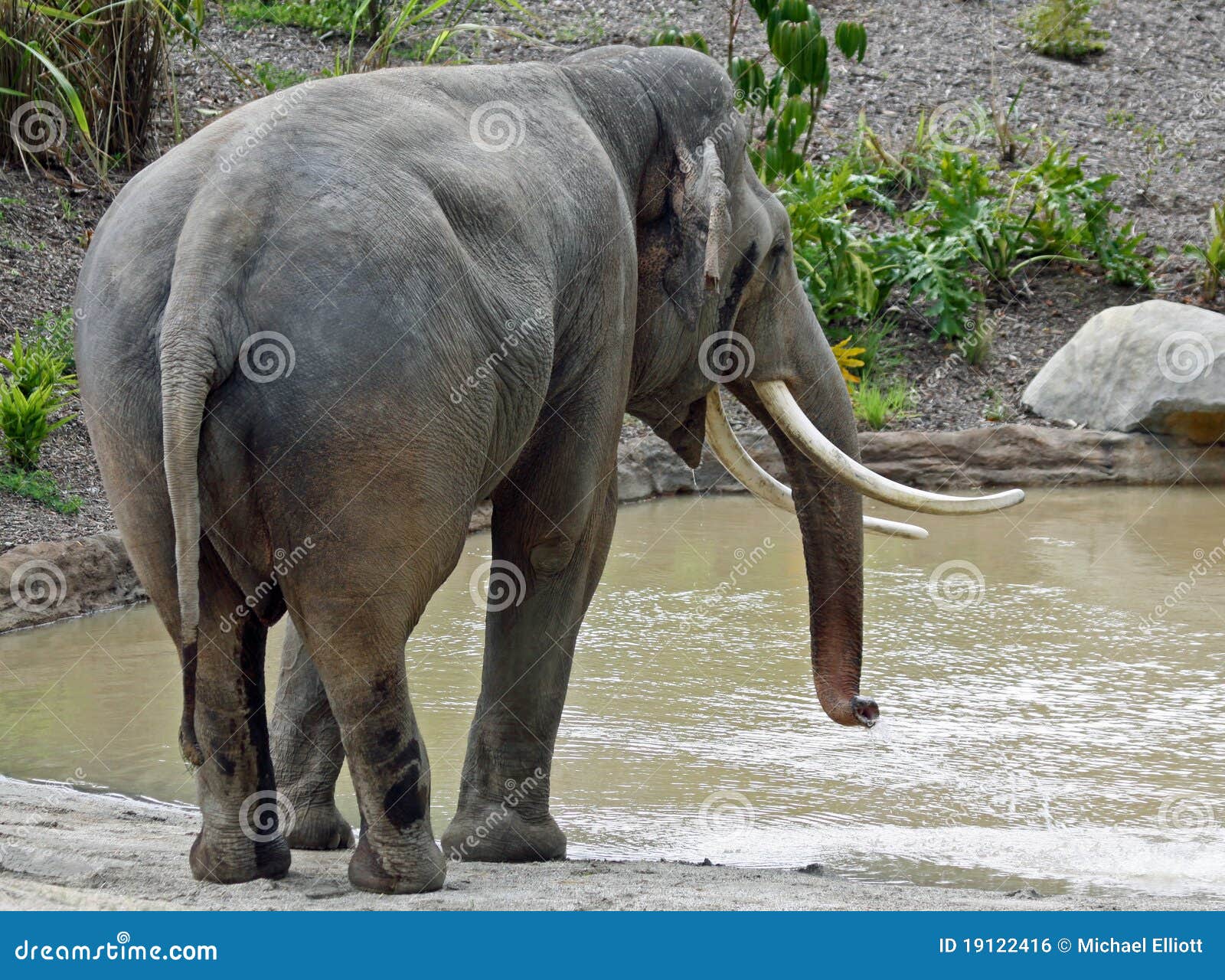 Bull Elephant Royalty Free Stock Image - Image: 19122416
