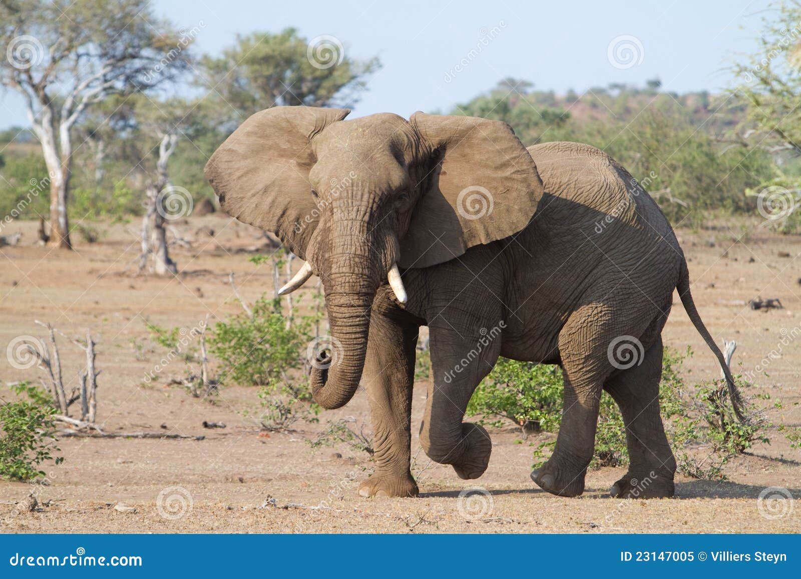 Bull elephant stock image. Image of african, nature, ears - 23147005
