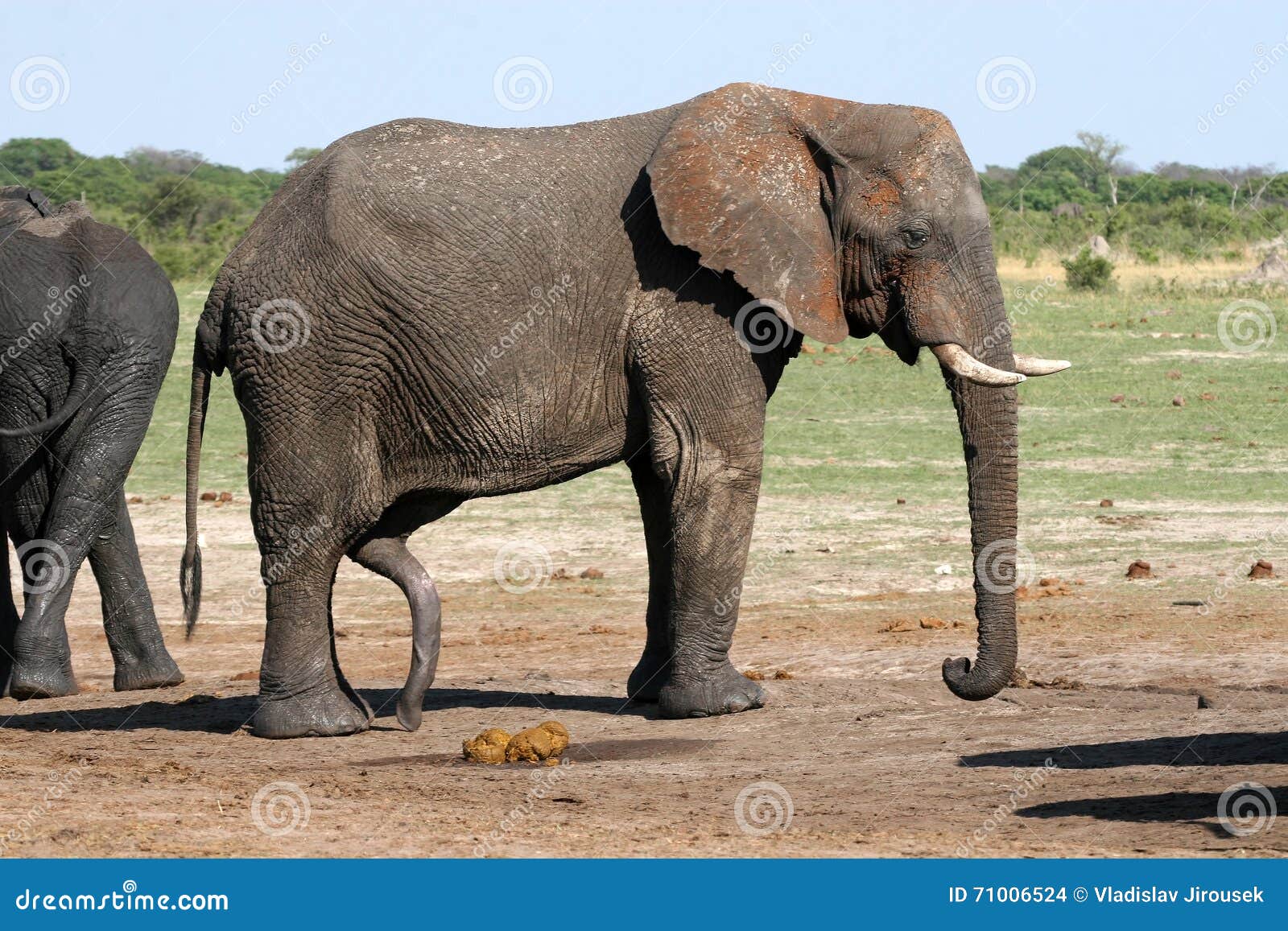 Bull Elephant with an Erection of the Penis, Hwange National Park ...