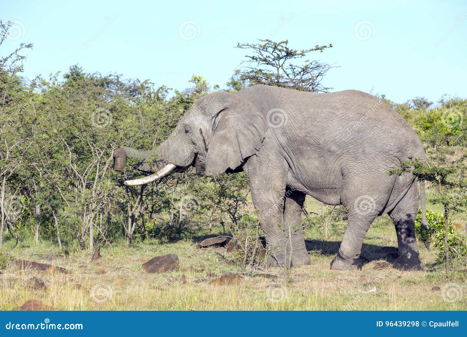 Bull Elephant stock photo. Image of african, environment - 96439298