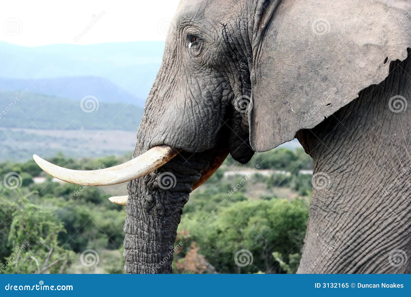 Bull Skin Texture Stock Photography | CartoonDealer.com #111472460