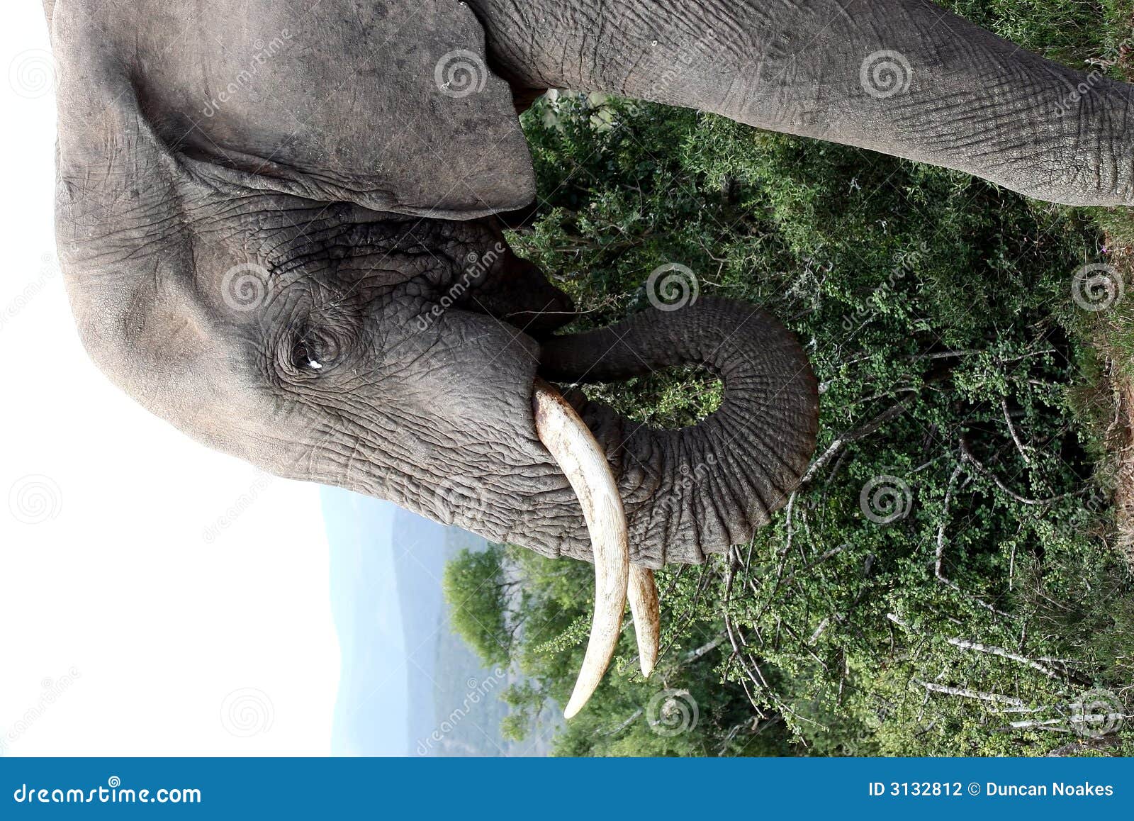 Bull Skin Texture Stock Photography | CartoonDealer.com #111472460