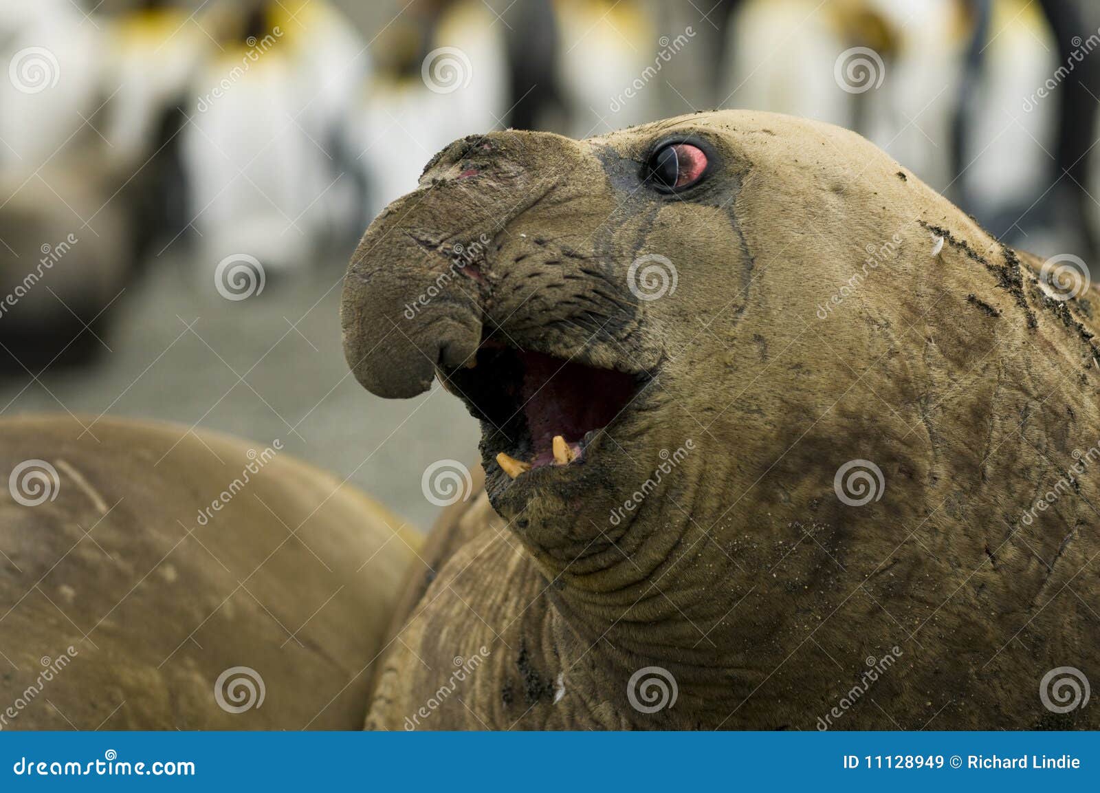 Elephant Walrus Face