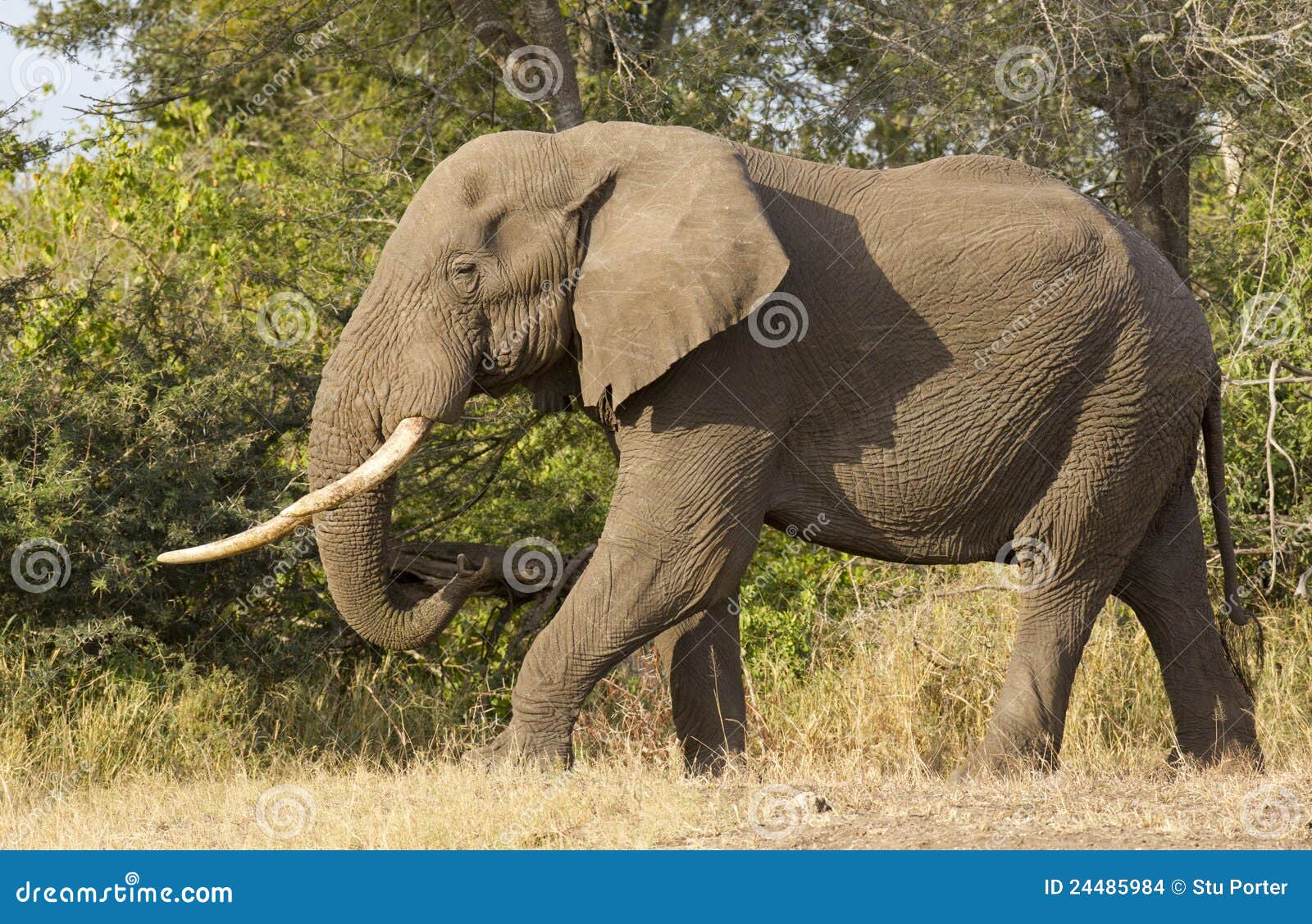 Bull Elephant, South Africa Stock Photo - Image of kruger, park: 24485984