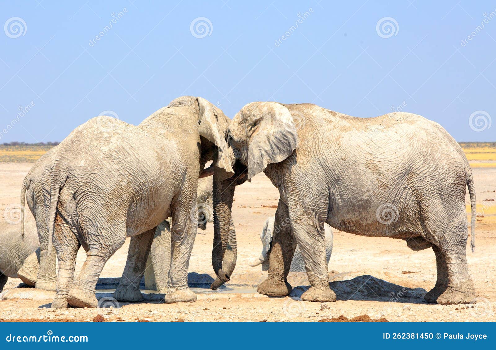 Bull Elephants Pushing and Shoving Stock Photo - Image of location ...