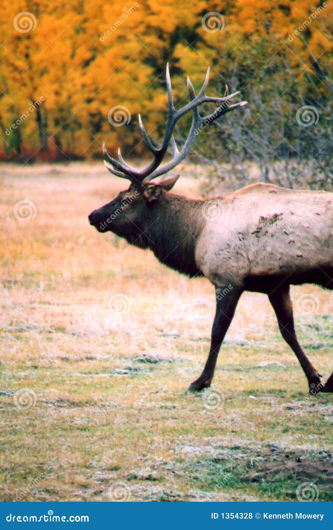 Bull Elk 02 stock photo. Image of mammals, colorado, bull - 1354328