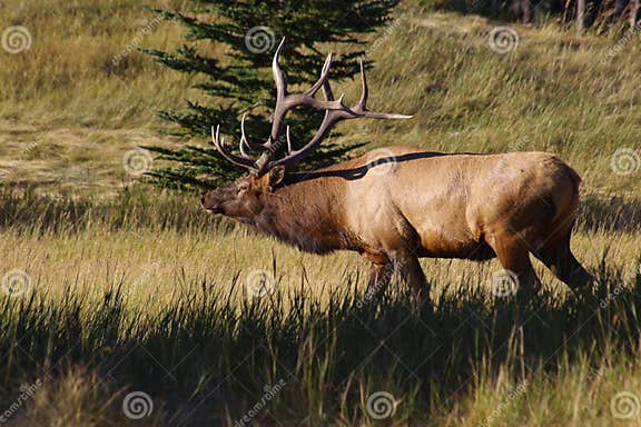 Bull Elk 1 stock image. Image of animals, wilderness, wildlife - 2029019