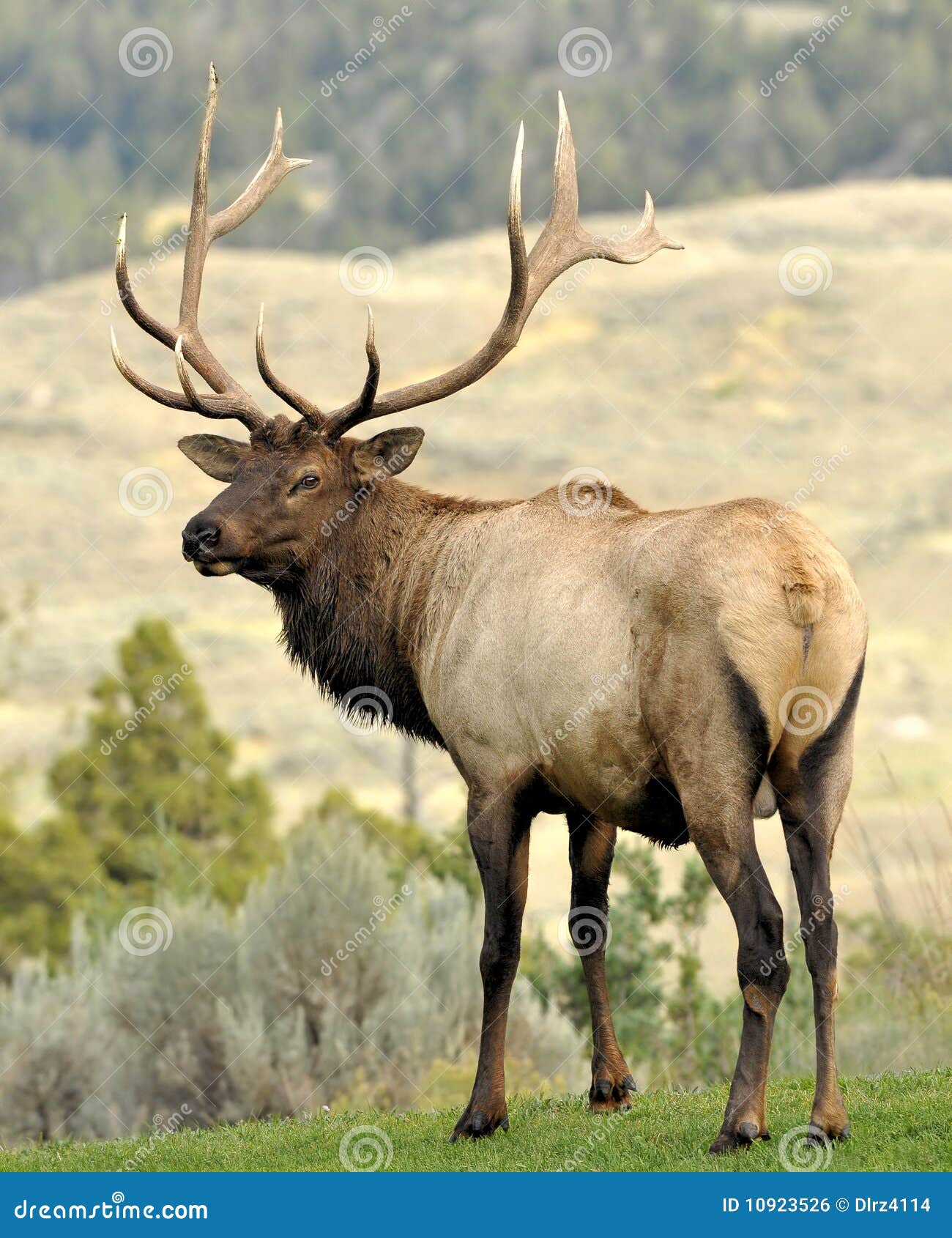 Bull Elk stock photo. Image of wilderness, yellowstone - 10923526