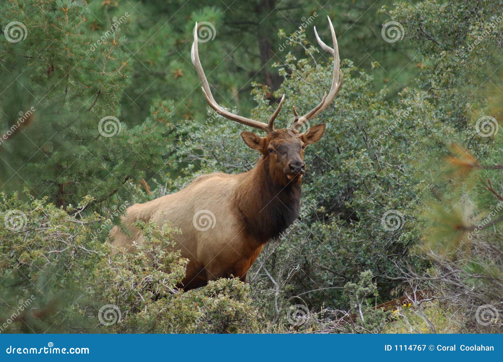 Bull Elk stock image. Image of hunting, antlers, season - 1114767