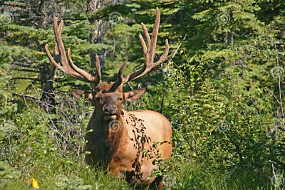 Bull Elk stock photo. Image of national, hunt, natural - 1153872