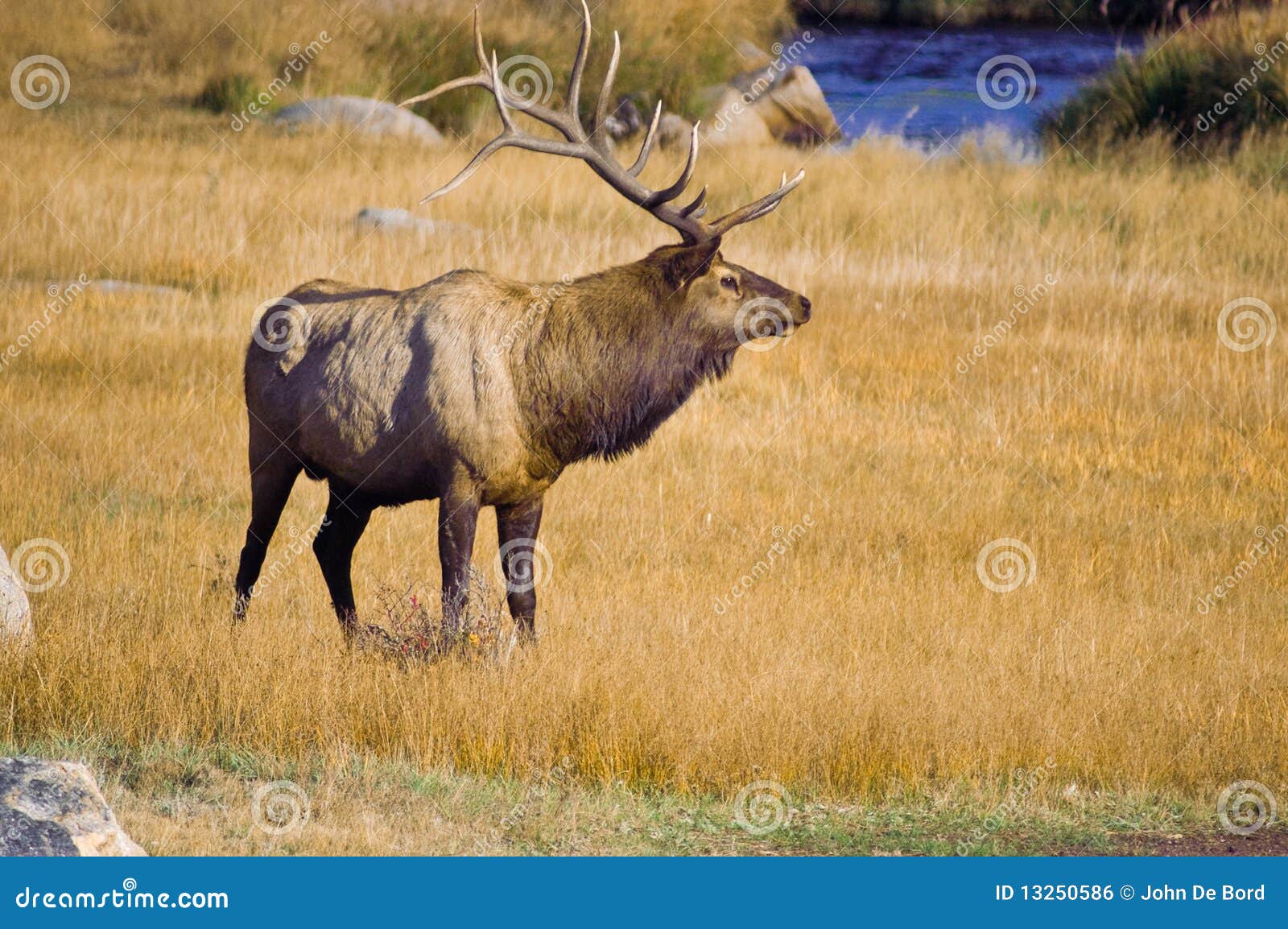 Bull Elk stock photo. Image of america, fall, portrait - 13250586