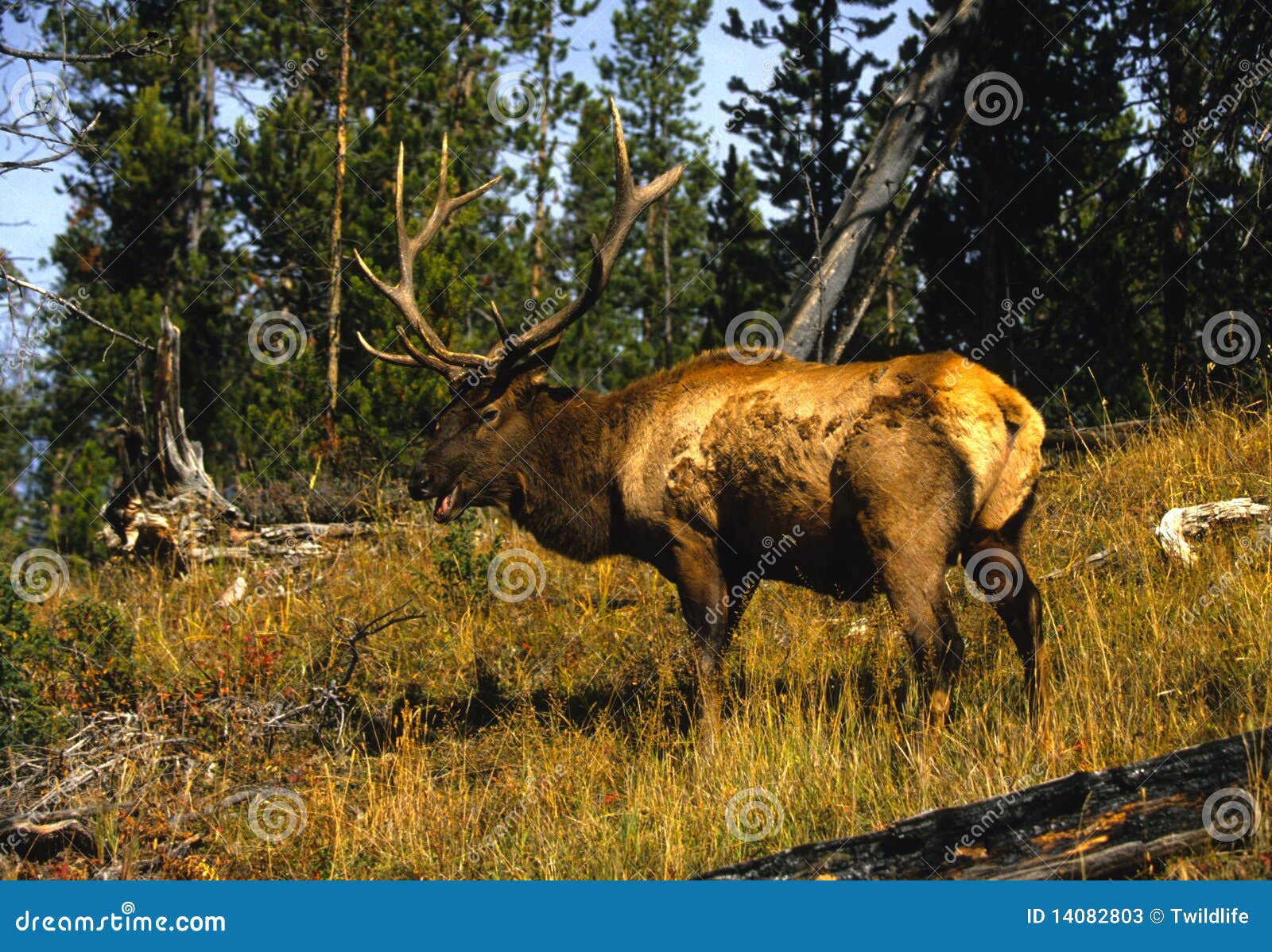 Bull Elk stock image. Image of animal, ungulate, game - 14082803