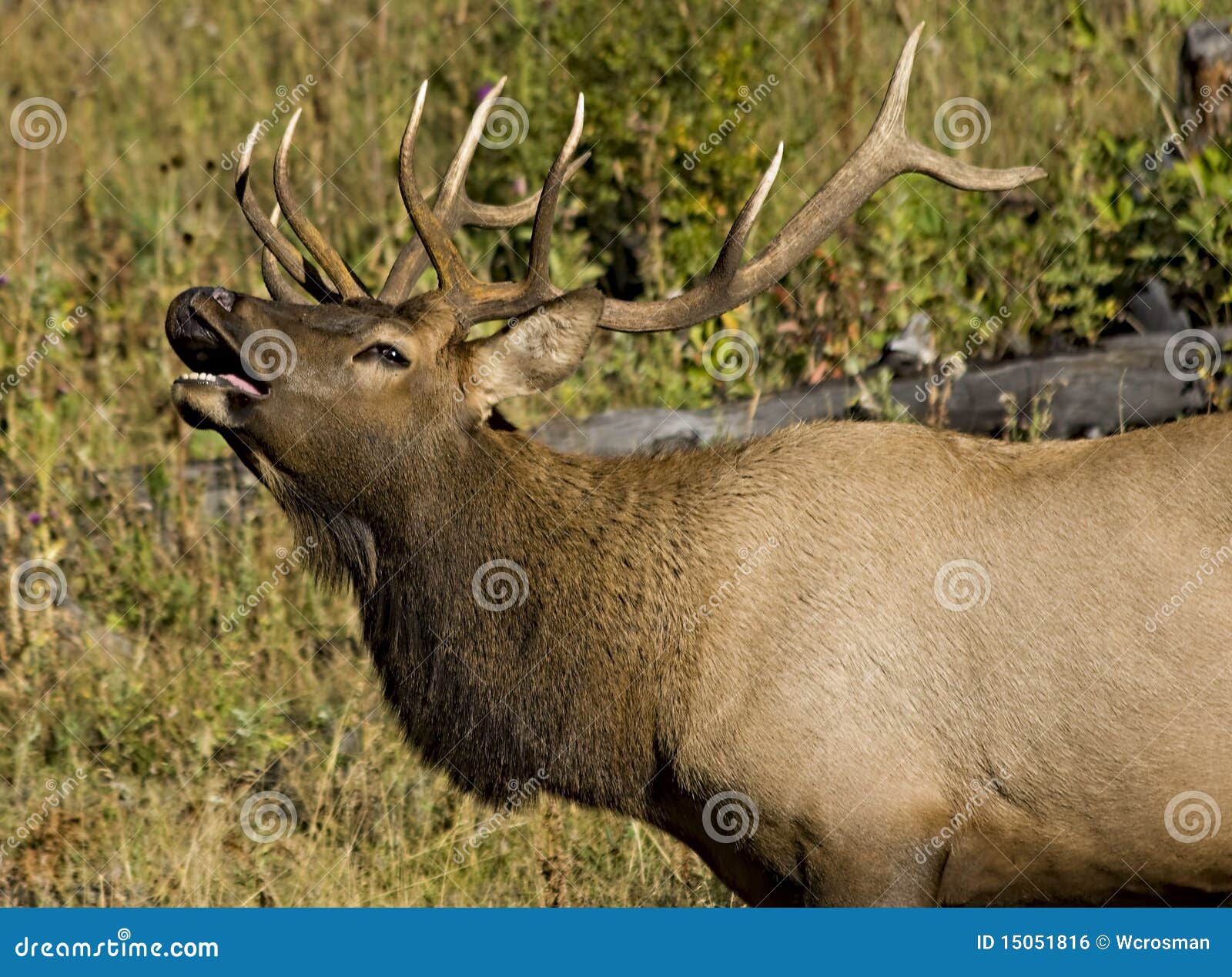 Bull Elk stock photo. Image of upset, brown, grass, meadow - 15051816