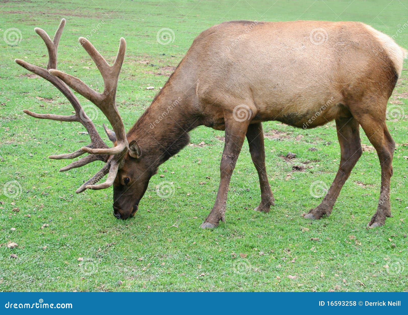 A Bull Elk stock photo. Image of chestnut, outdoors, nature - 16593258