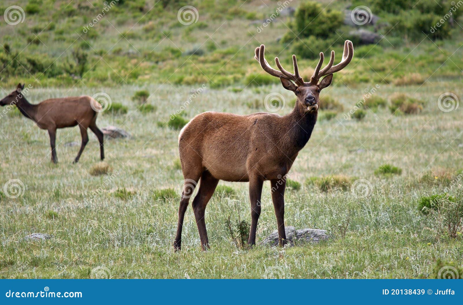 Bull Elk stock image. Image of grazing, stag, park, national - 20138439