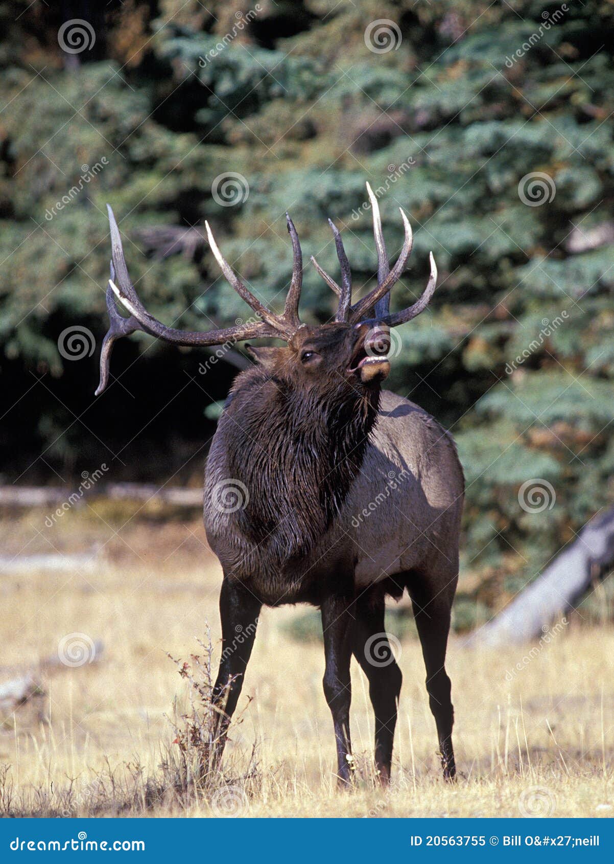 Elk Bull Bellowing Photos - Free & Royalty-Free Stock Photos from ...