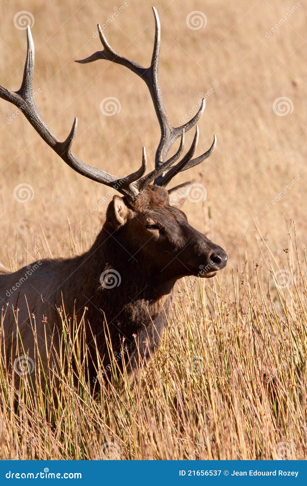 Bull Elk stock image. Image of game, meat, wild, nature - 21656537