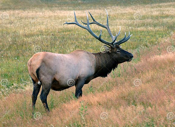 Bull Elk stock photo. Image of elaphus, stag, male, park - 244124