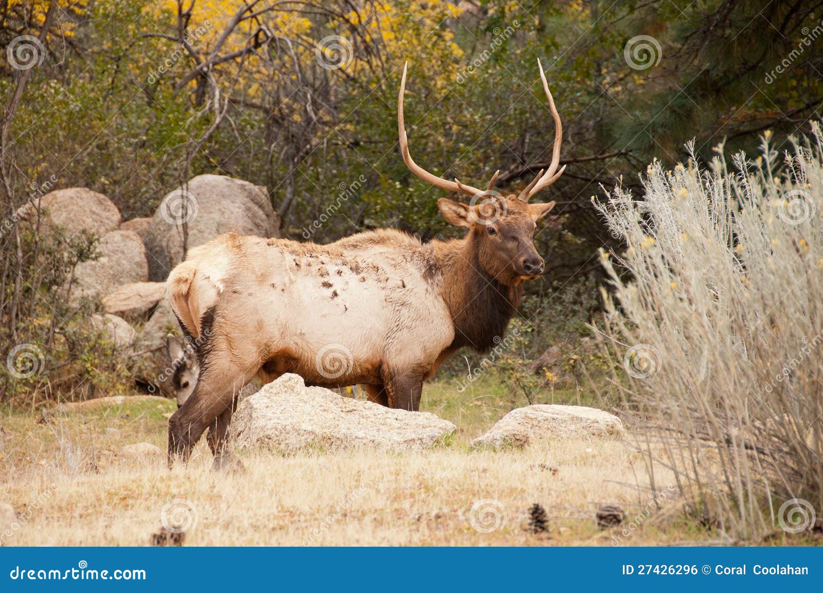Bull Elk stock photo. Image of horn, male, wilderness - 27426296