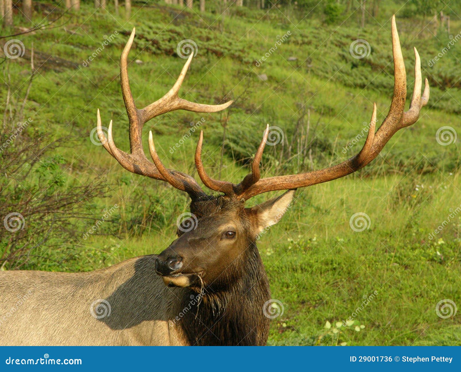 Bull Elk stock photo. Image of antlers, strength, grass - 29001736