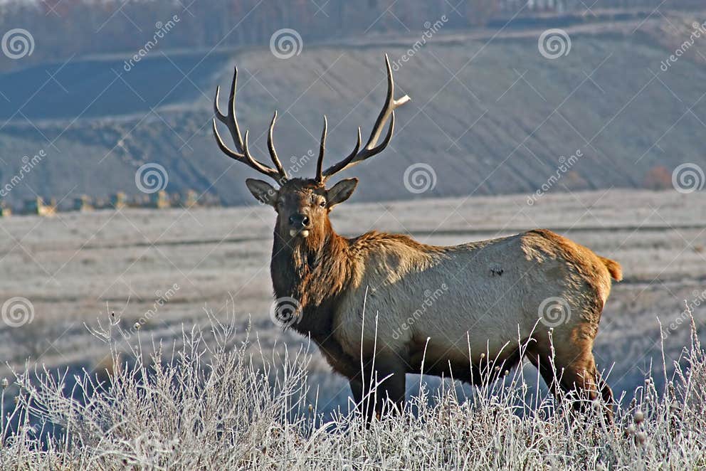 Bull Elk stock image. Image of kentucky, animals, nature - 4358147
