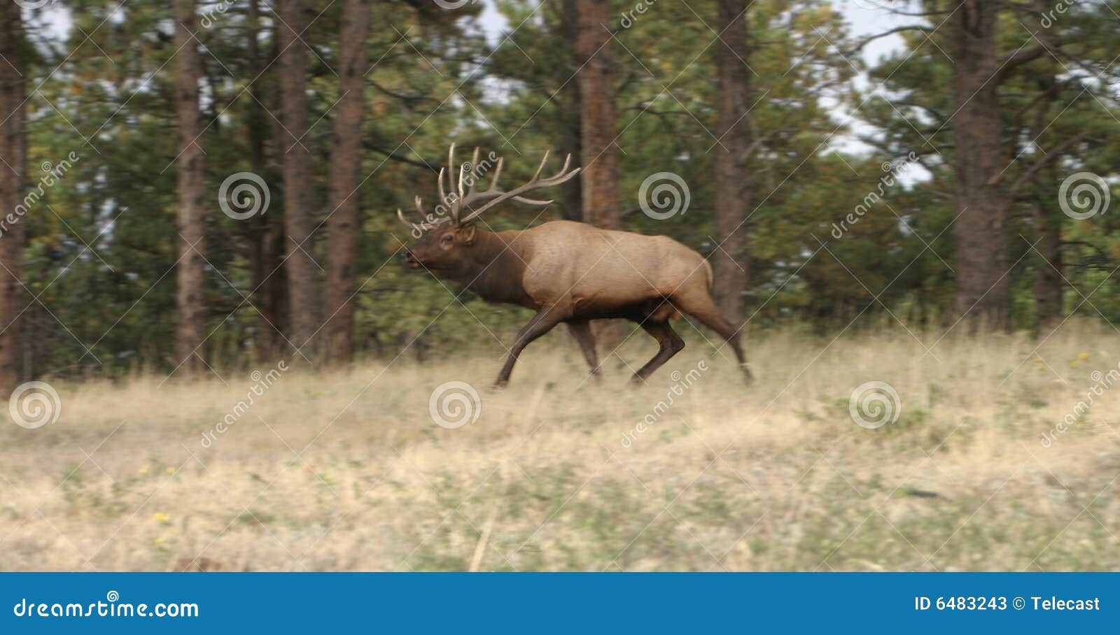 Bull Elk stock image. Image of life, bull, large, male - 6483243