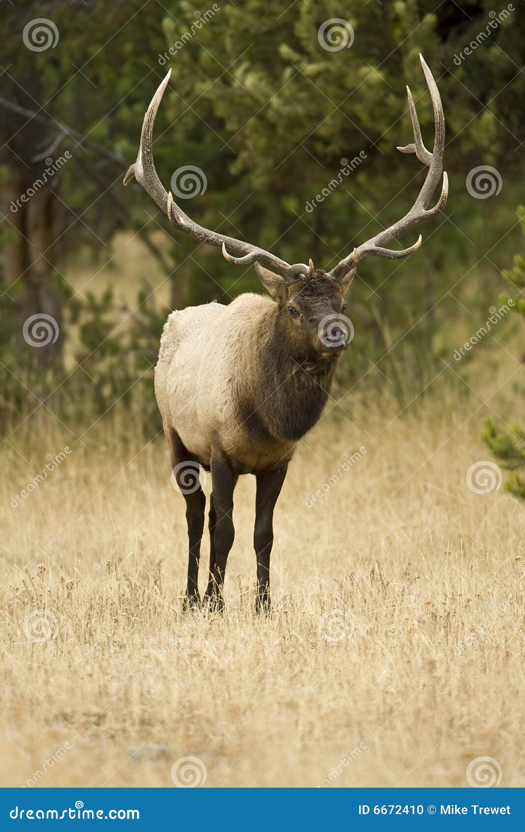 Bull Elk stock photo. Image of wildlife, animal, animals - 6672410