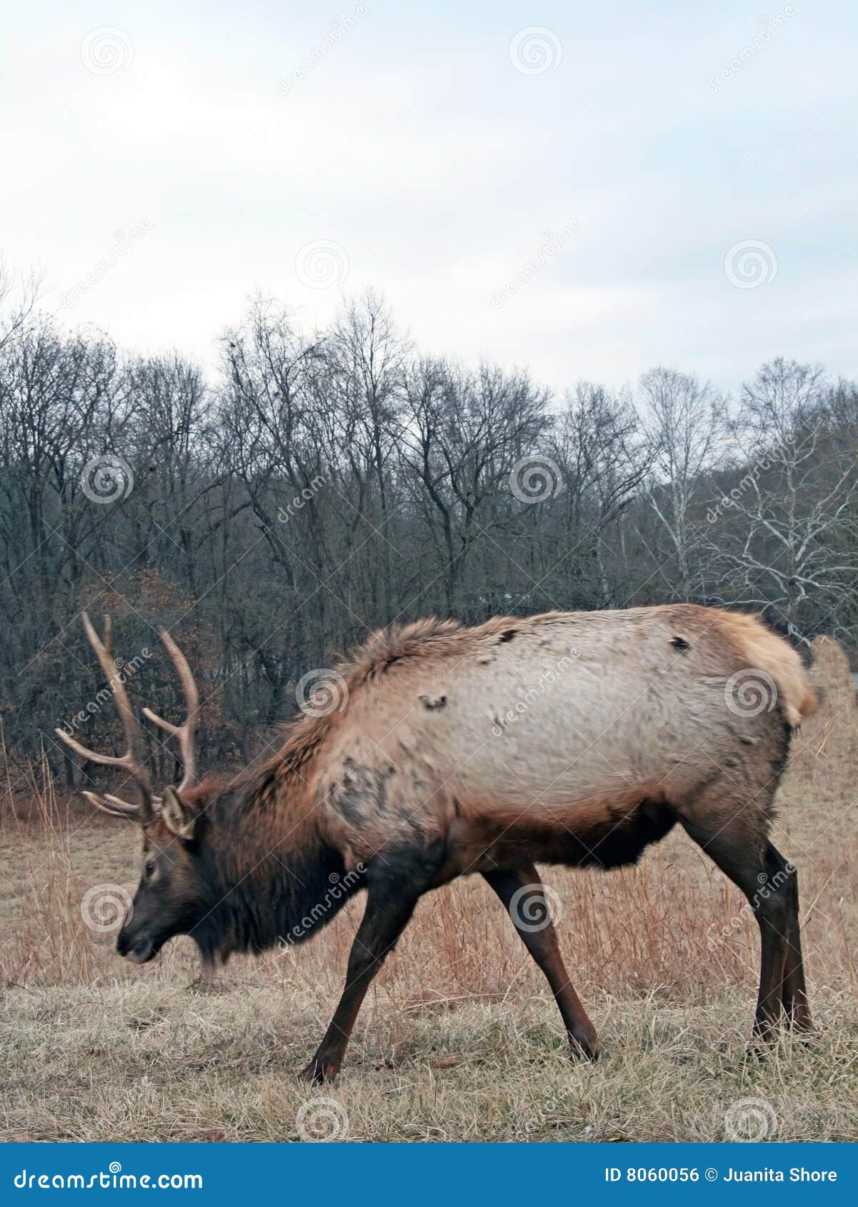 Bull Elk Picture. Image: 8060056