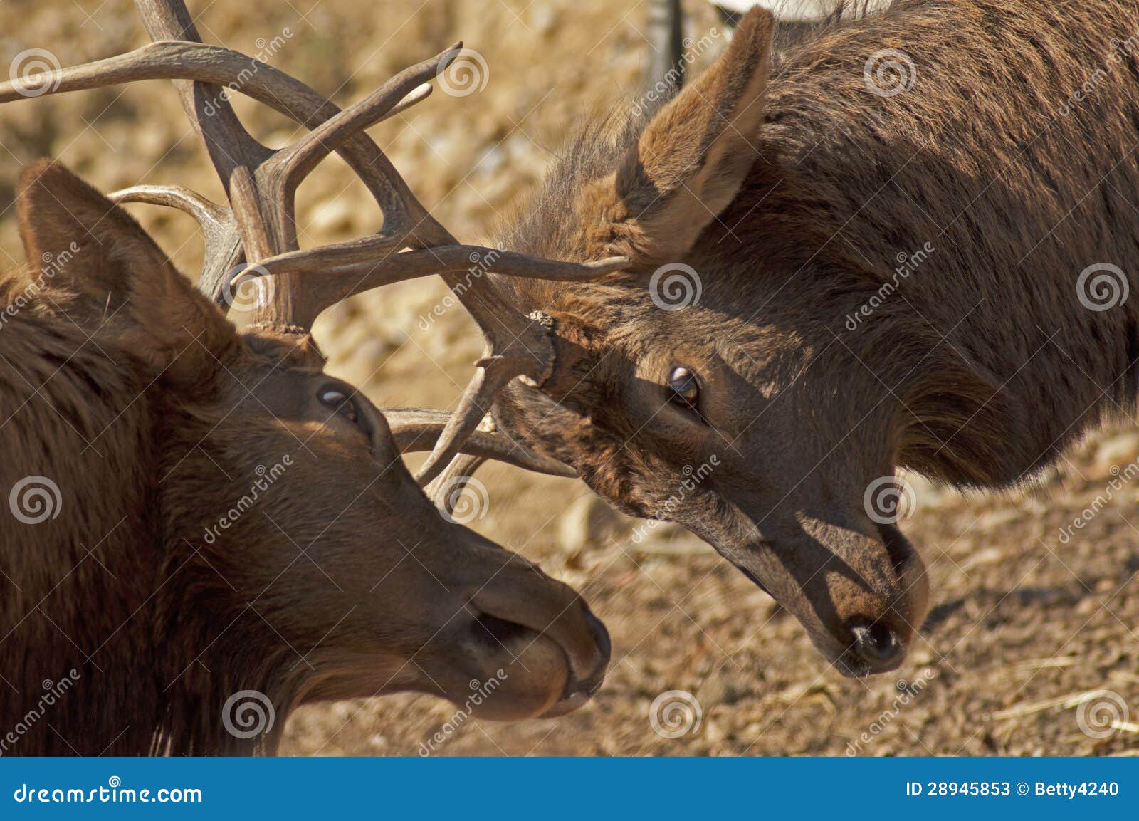 Bull Elk with Antlers Locked. Stock Image - Image of outdoor, nature ...