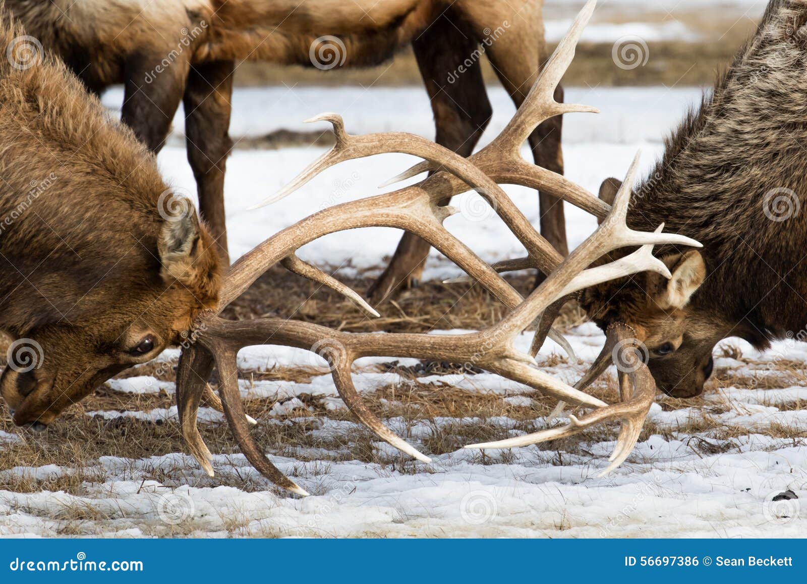 Bull elk antlers locked stock photo. Image of national - 56697386