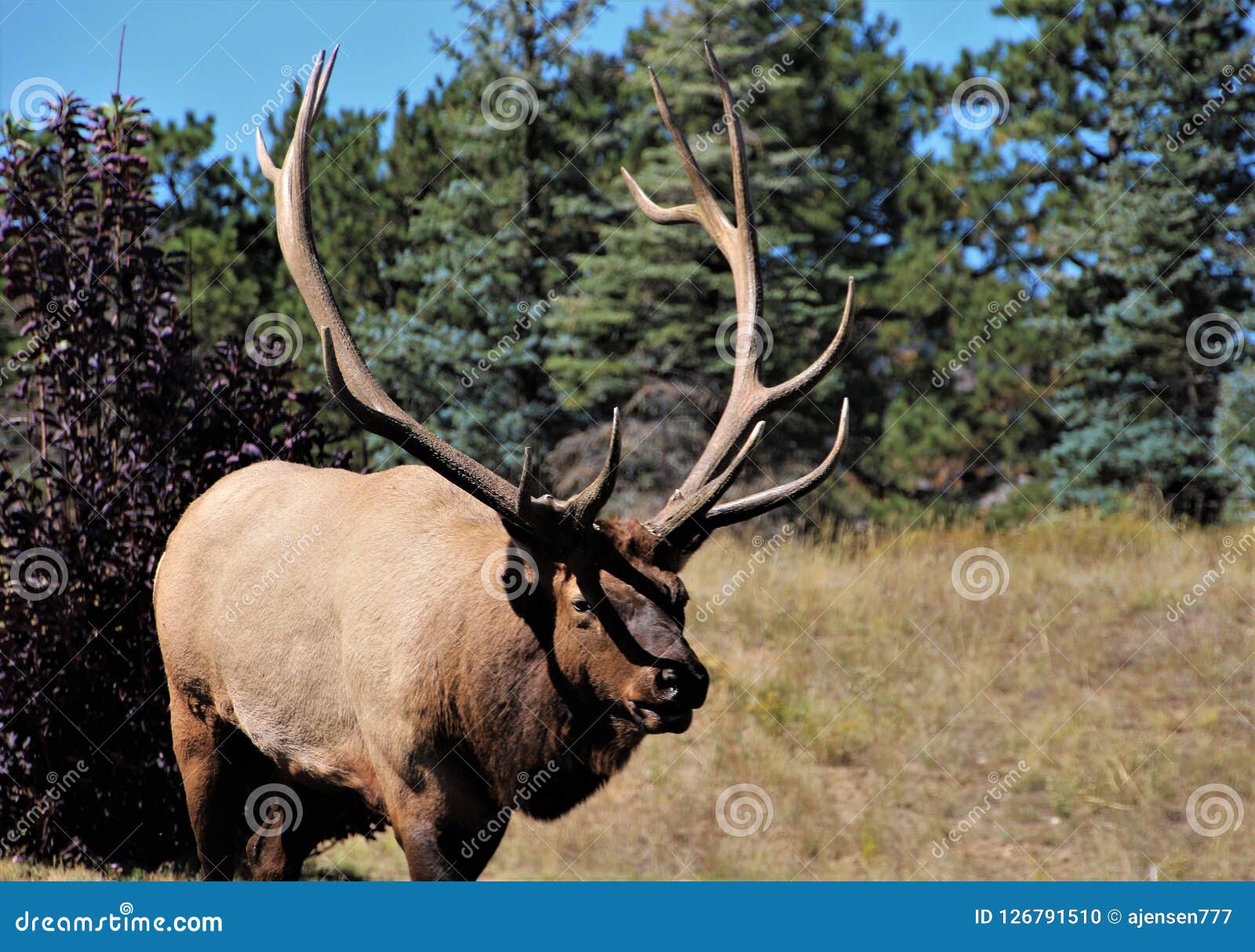6 Point Colorado Bull Elk Approaching Stock Photo - Image of forest ...