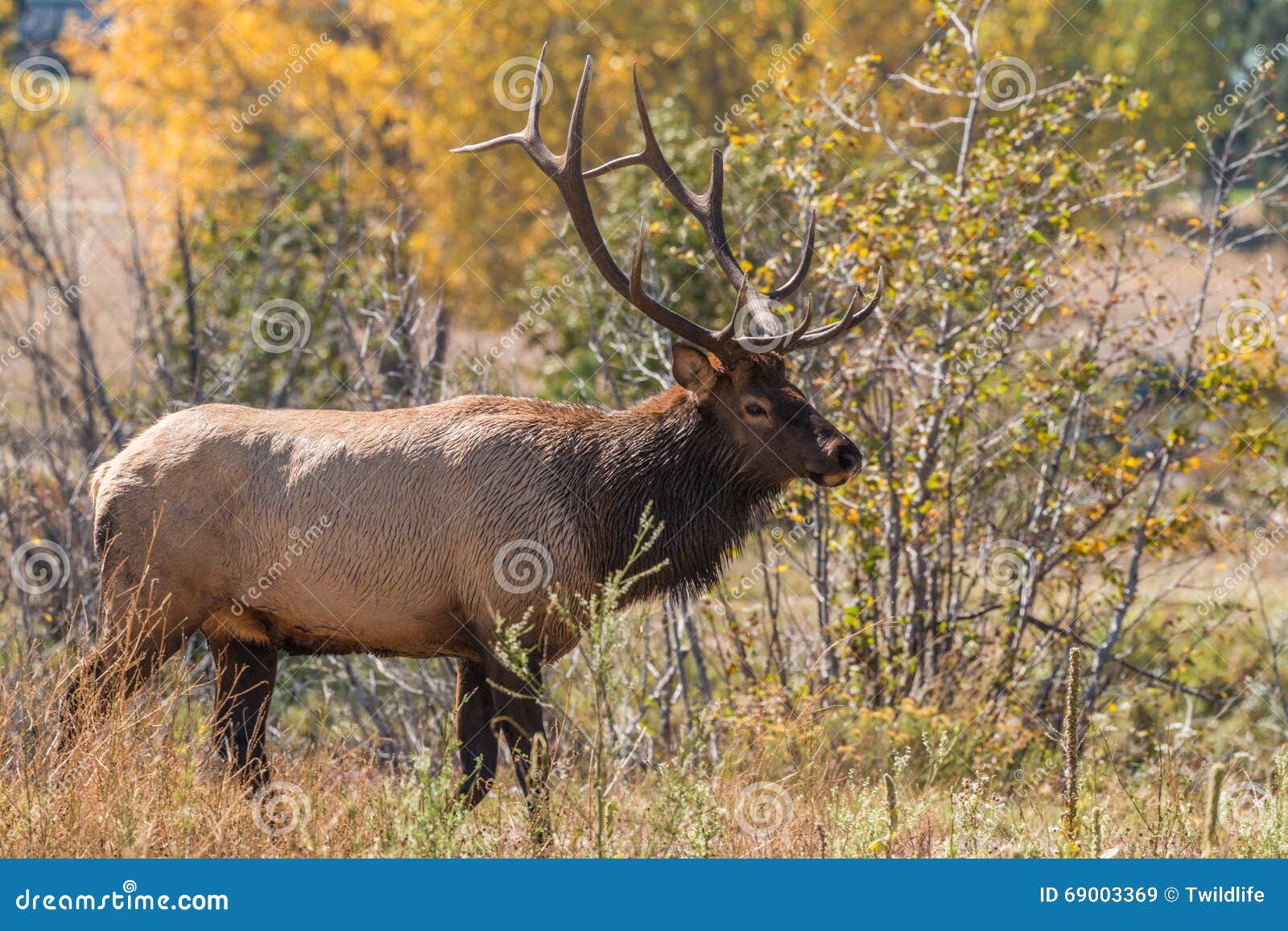 Bull Elk in Autumn stock image. Image of bull, nature - 69003369