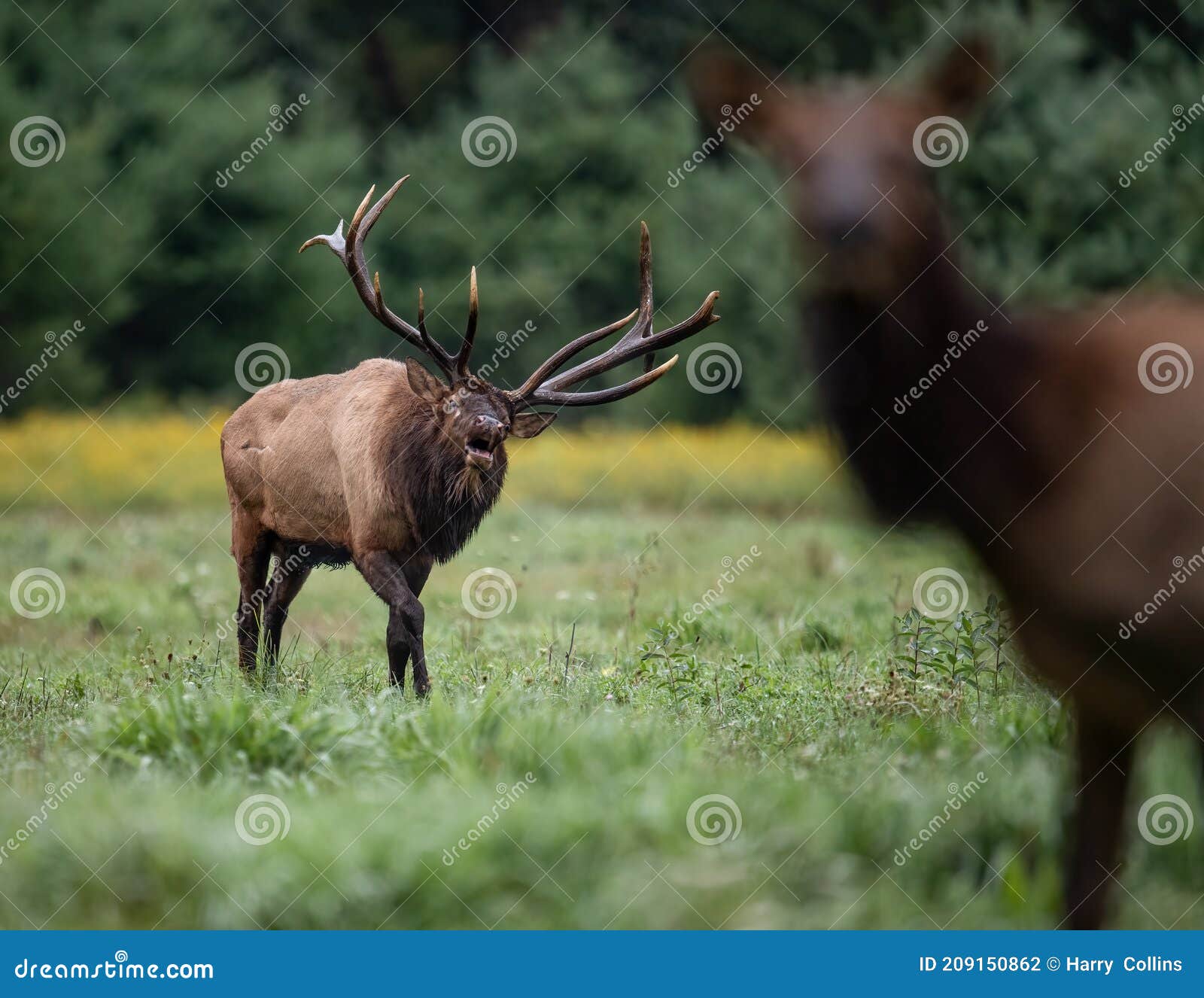 A Bull Elk in Autumn stock photo. Image of antlers, nature - 209150862