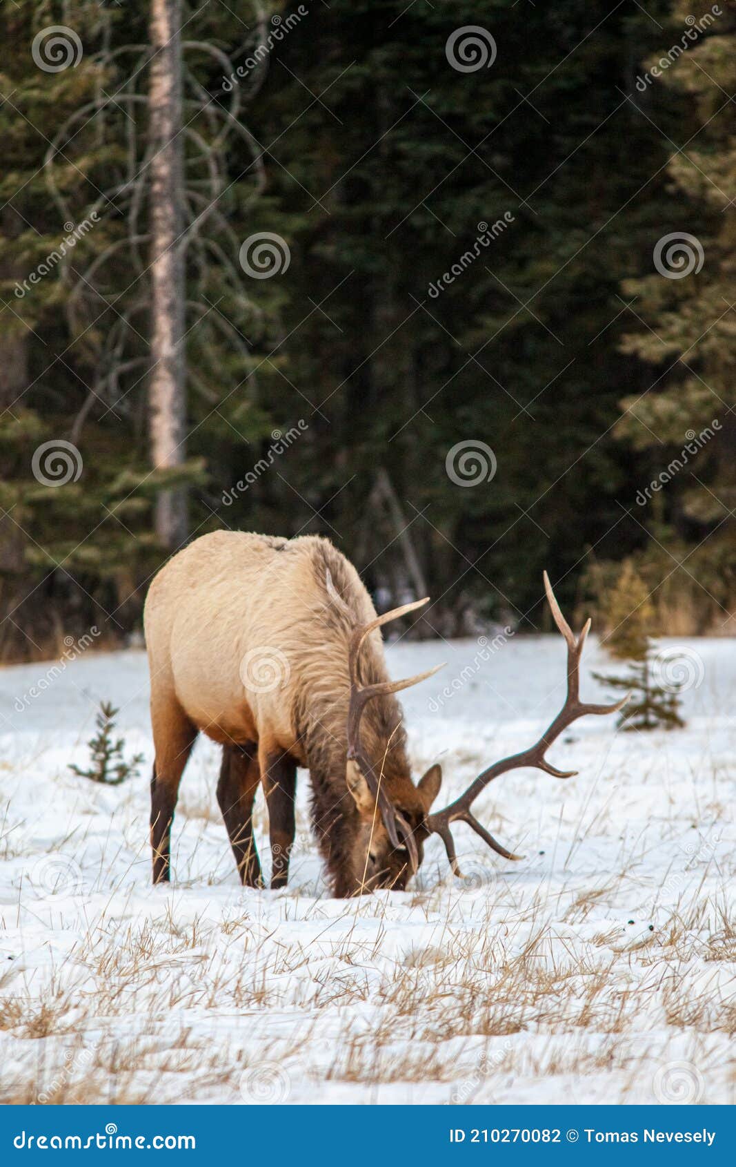 Bull Elk in Banff National Park in Winter Stock Photo - Image of park ...