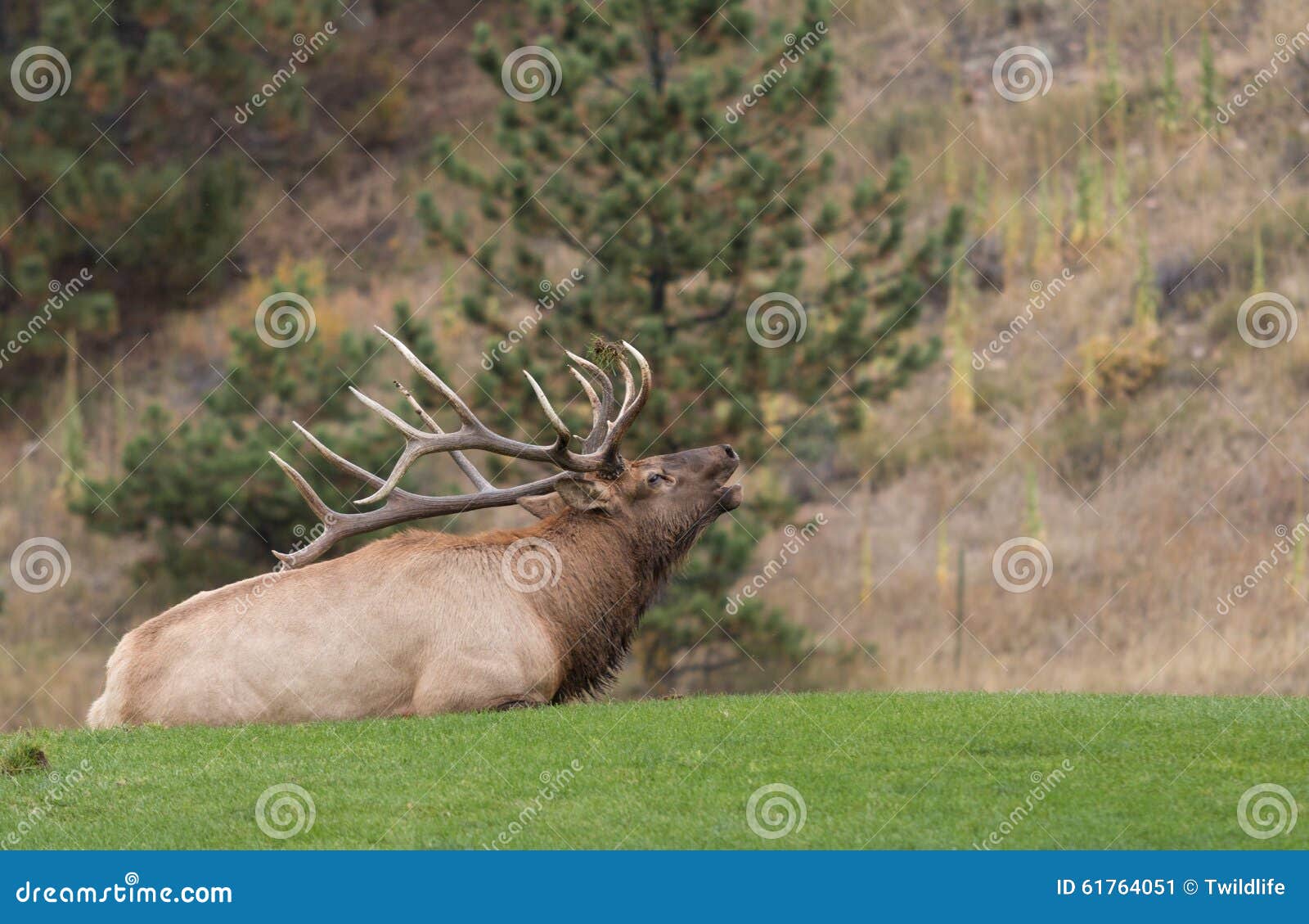 Bull Elk Bedded Bugling stock image. Image of wildlife - 61764051