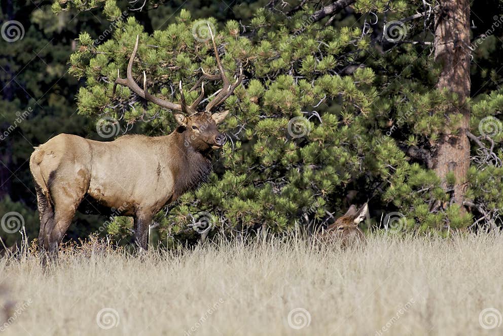 Bull Elk and Bedded Cow stock image. Image of nature - 27096229