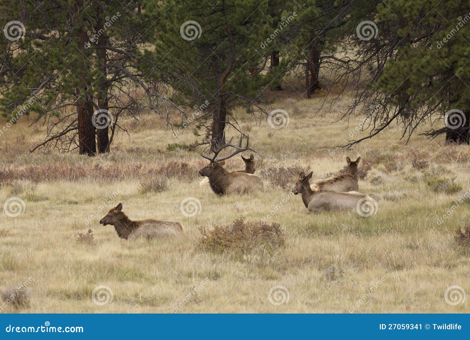 Bull Elk Bedded with Cows stock image. Image of animal - 27059341