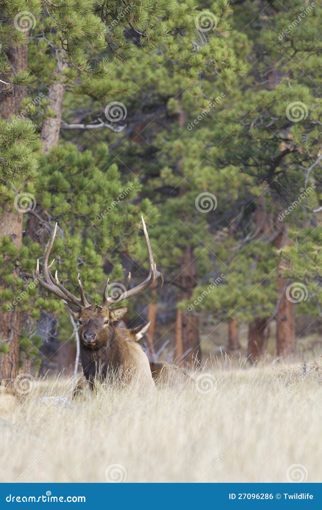Bull Elk Bedded in Meadow stock photo. Image of mountain - 27096286