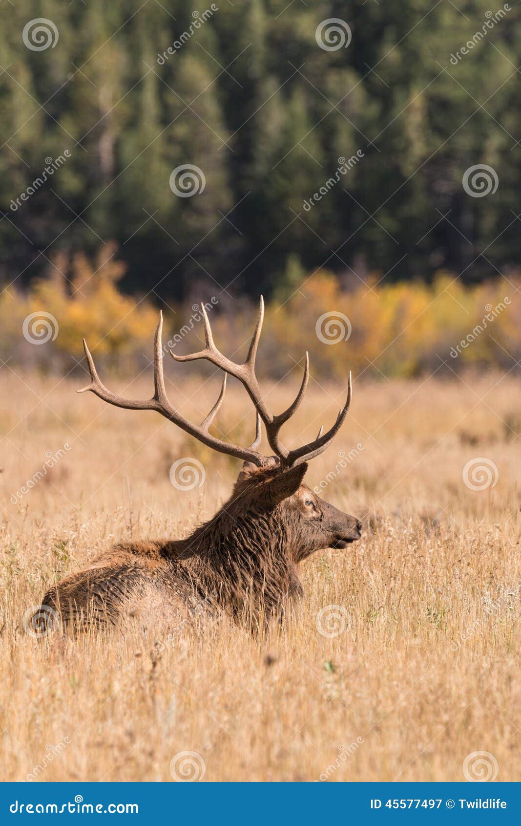 Bull Elk Bedded stock image. Image of mammal, wild, wapiti - 45577497