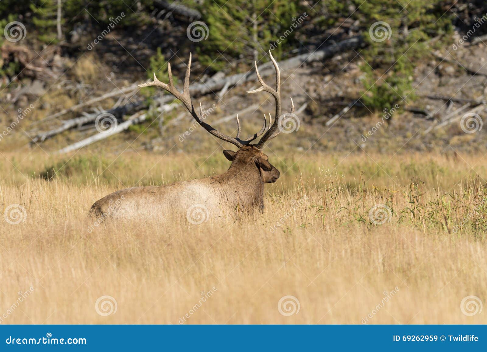Bull Elk Bedded in Meadow stock image. Image of nature - 69262959