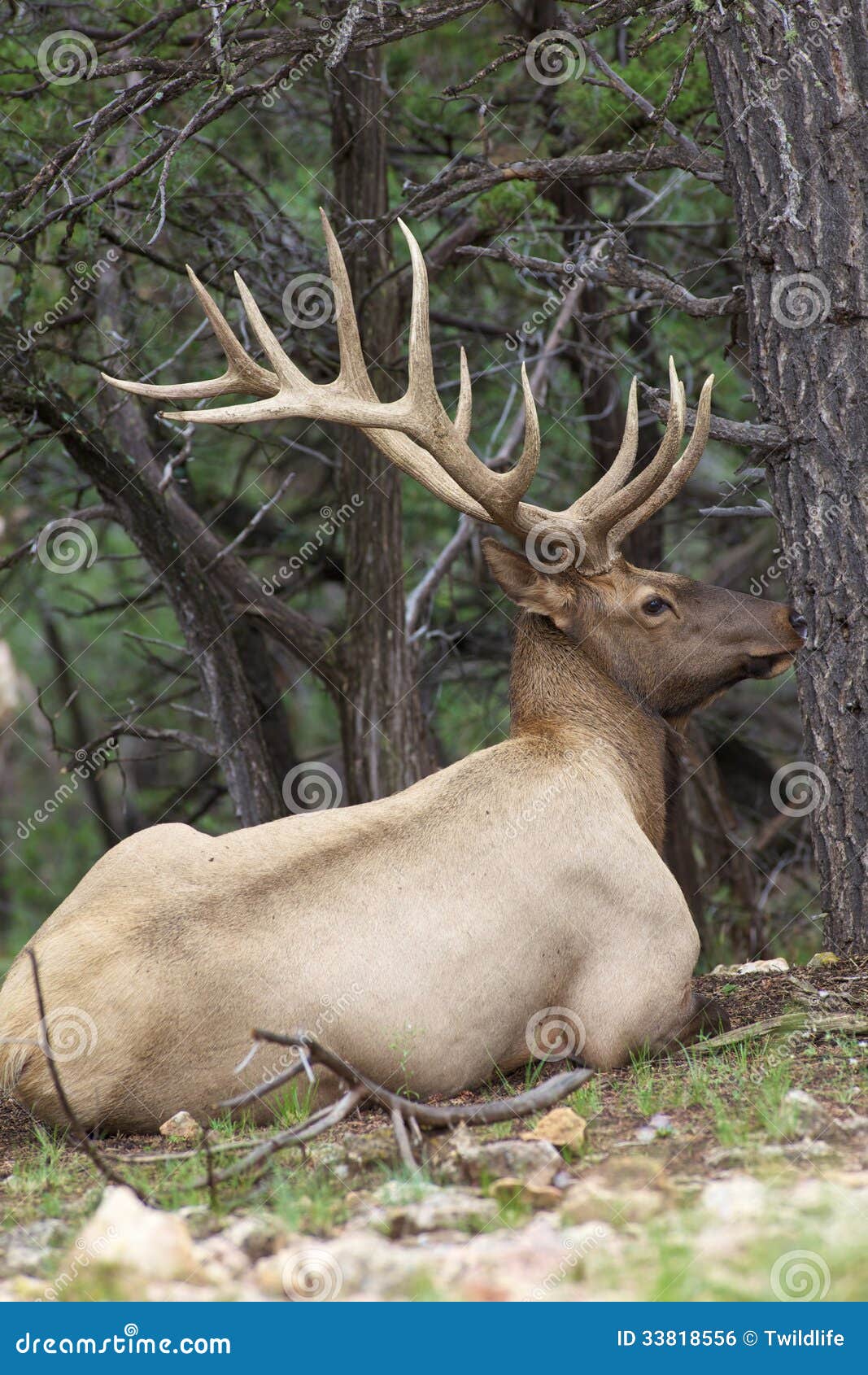 Bull Elk Bedded in Pines stock photo. Image of bedded - 33818556