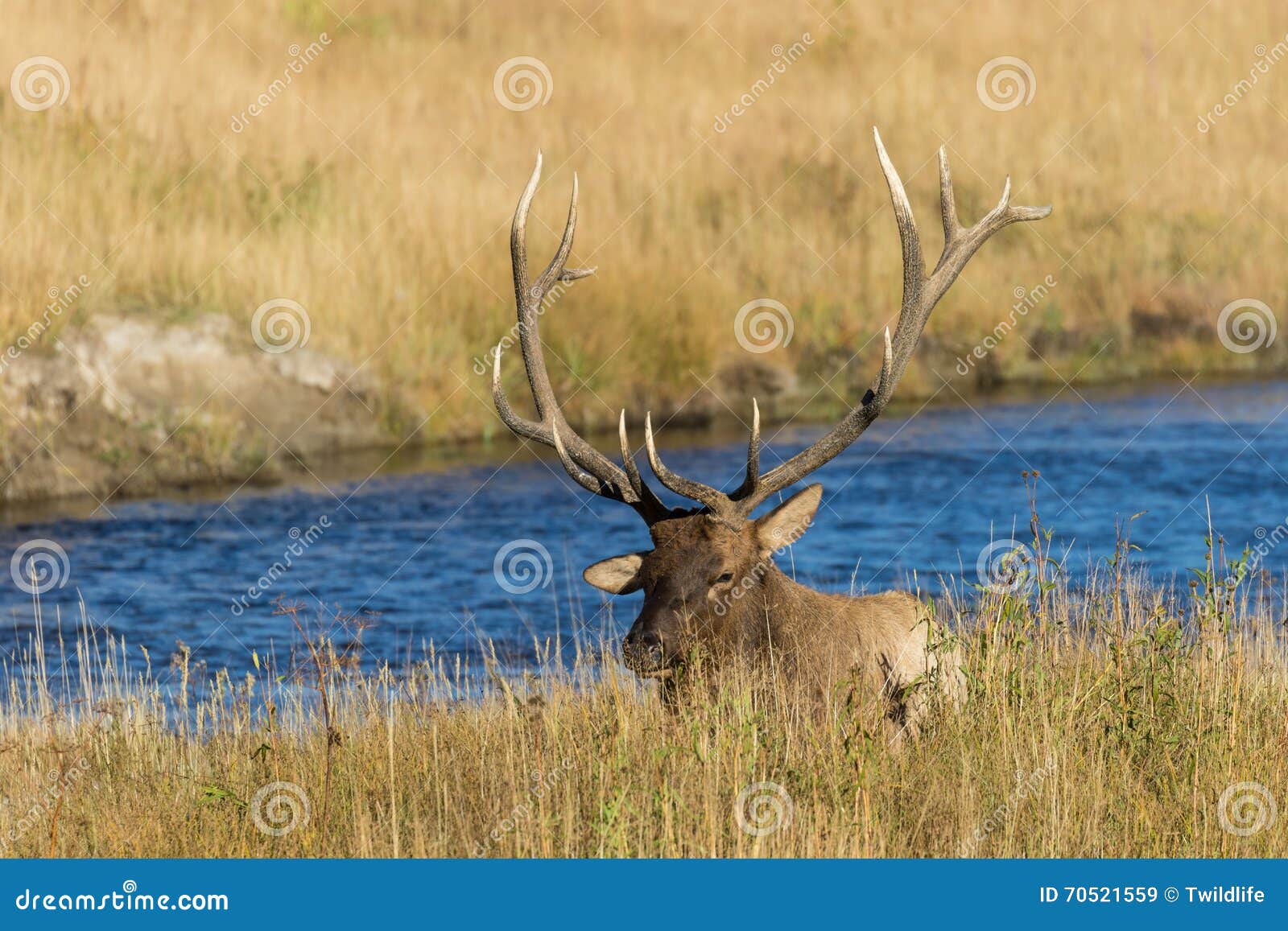 Bull Elk Bedded by River stock image. Image of nature - 70521559