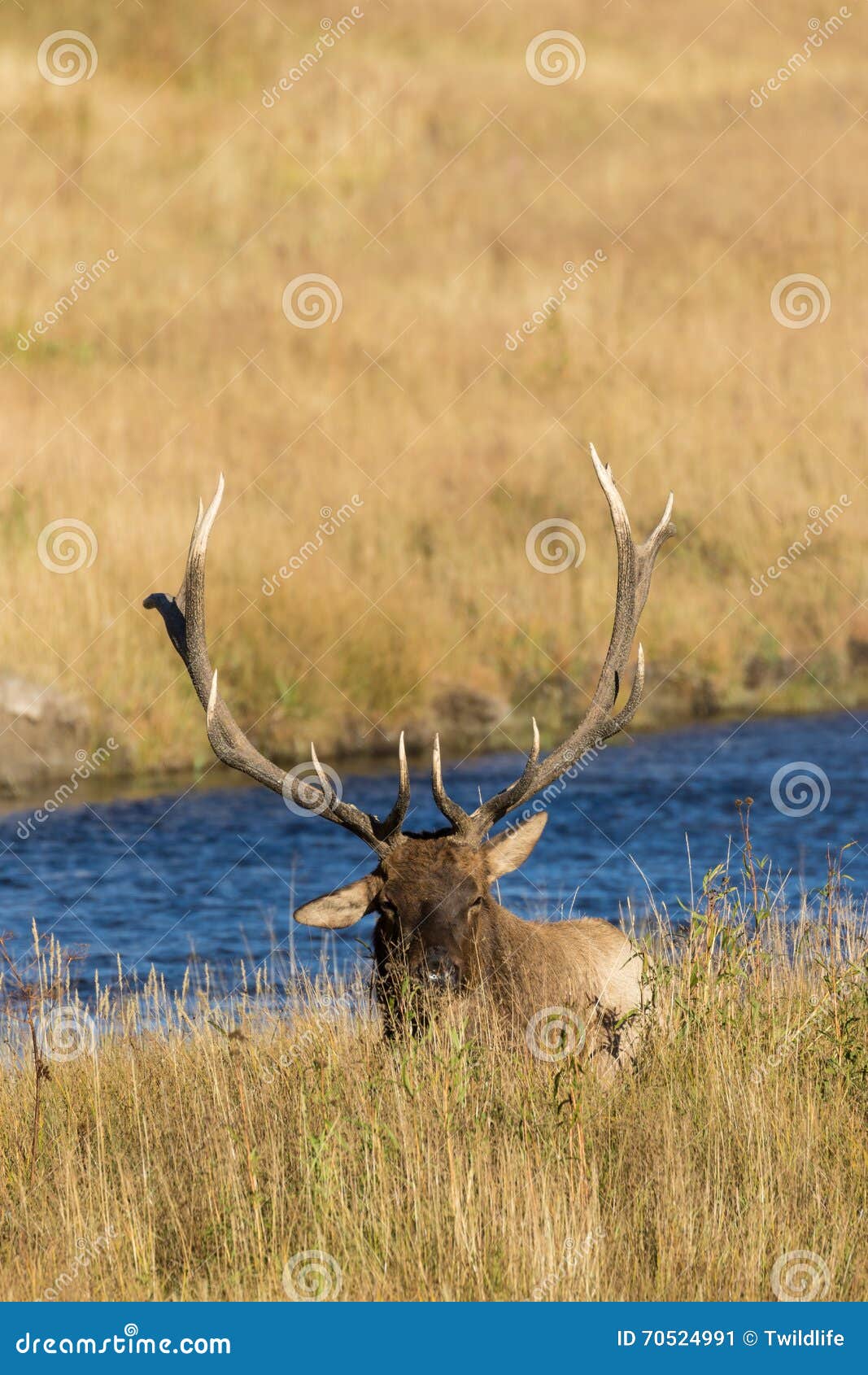 Bull Elk Bedded by a Stream Stock Image - Image of animal, river: 70524991