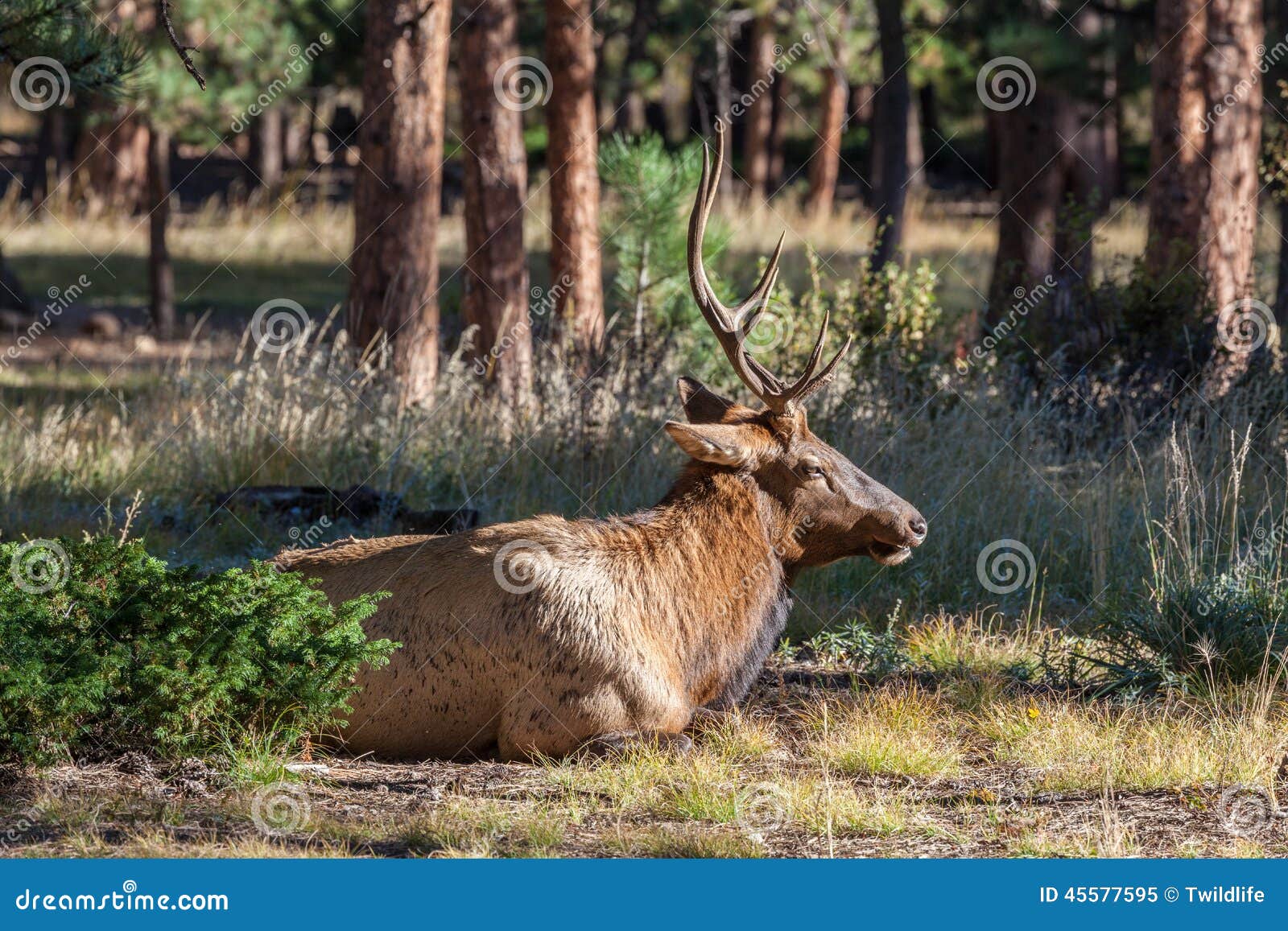 Bull Elk Bedded in Timber stock image. Image of animal - 45577595