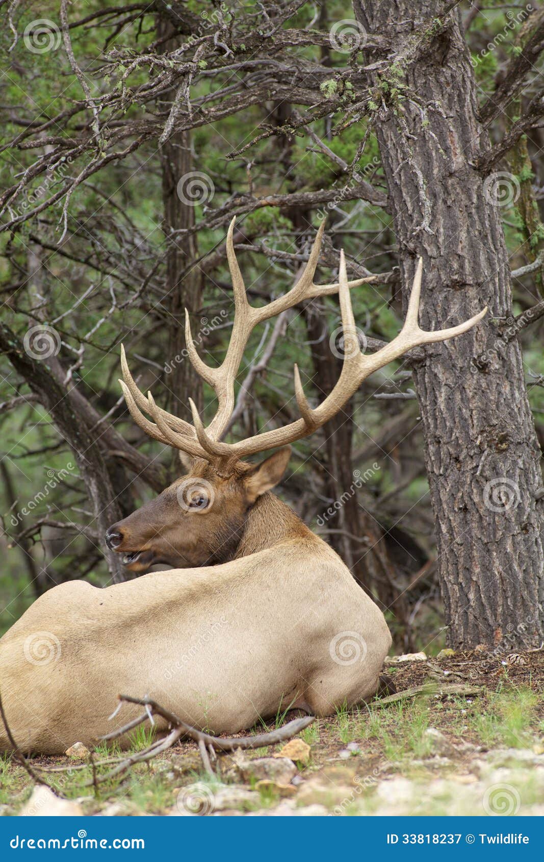 Bull Elk Bedded in Trees stock image. Image of wild, outdoors - 33818237