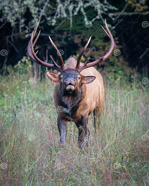 Bul Elk Bugling stock image. Image of animals, cervus - 256712335