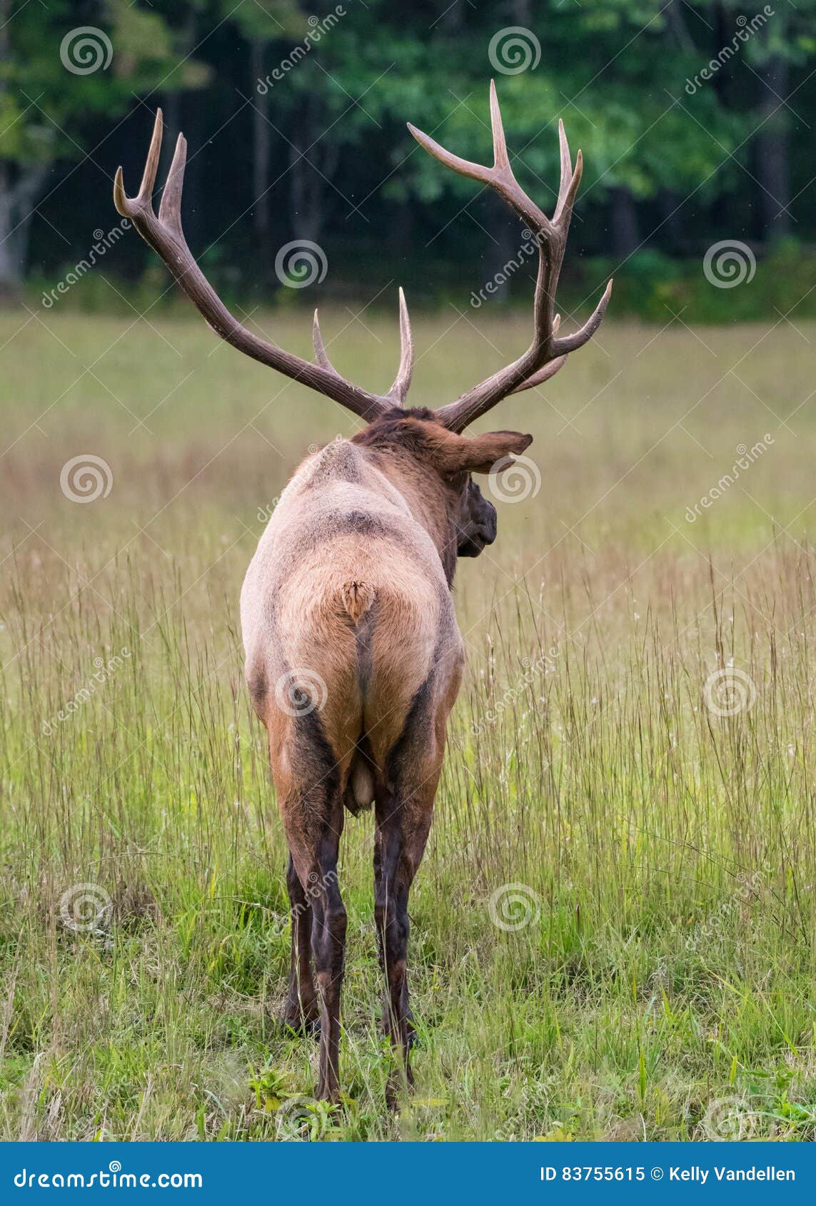 Bull Elk from Behind Medium Stock Image - Image of animal, cataloochee ...
