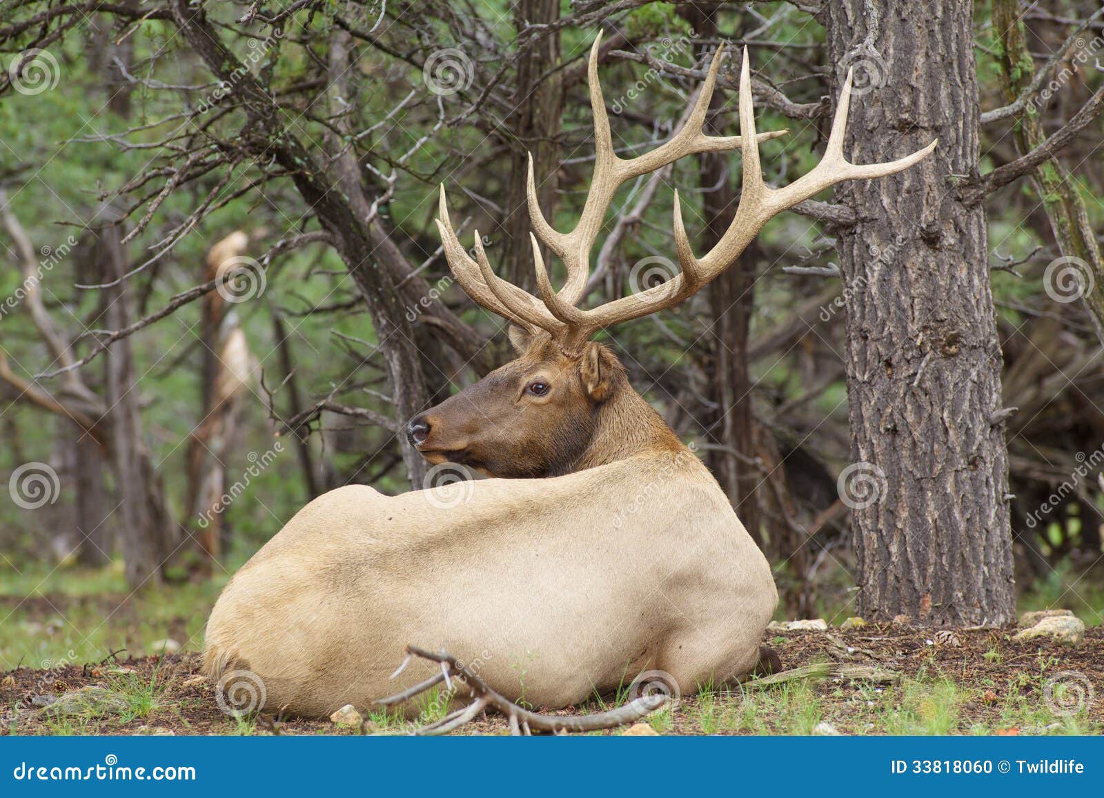 Bull Elk stock photo. Image of wild, mammal, outdoors - 33818060